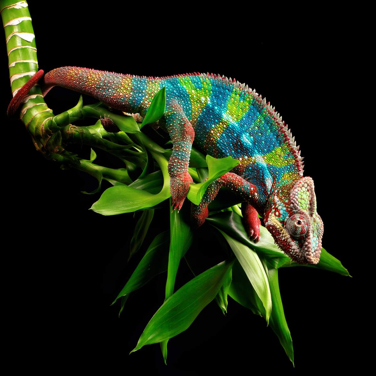 The Secret Of Chameleon Behind Their Color Change Tiny Crystals 