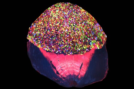 Rainbow-Colored Zebrafish Show How Cells Regenerate