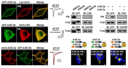 Operational Mechanism of the ‘Acid-sensing Ion Channel’ that Recognizes ...